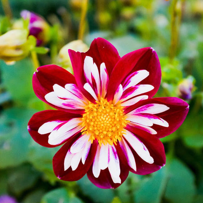 Dahlia Collarette Dandy Mix Seeds Dwarf Bi-coloured | Etsy Canada