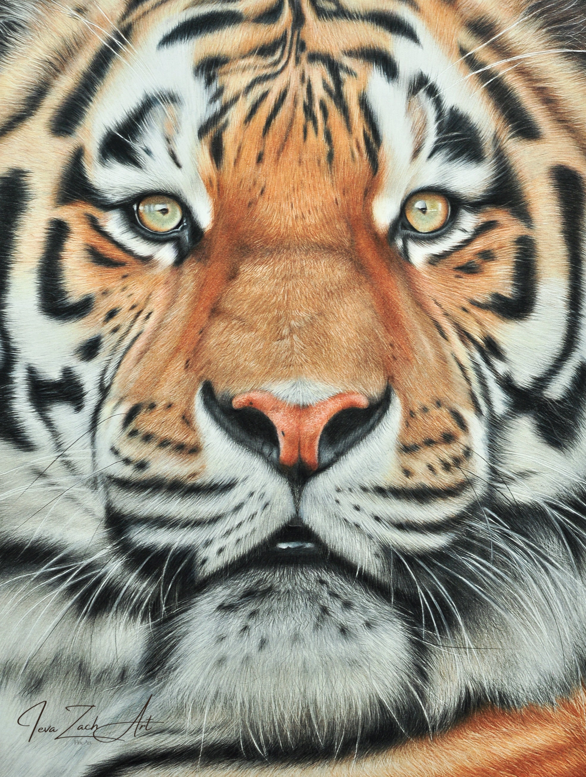 Colorful Tiger Drawing