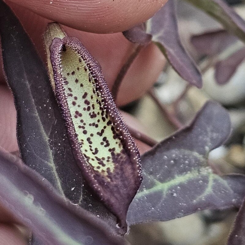 Swallowtail Plant Seeds - Etsy