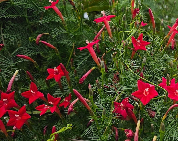 Rare Red Cypress Vine Live Plant, Maiden's Feather | Cardinal Creeper ...