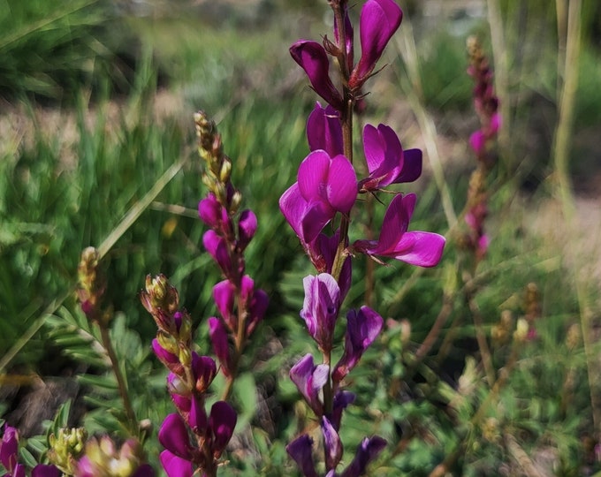 Boreal Sweetvetch Native 25 Seeds | Hedysarum Boreale | Utah Northern ...
