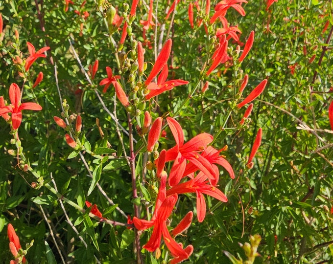 Flame Acanthus Fresh Seeds (anisacanthus Quadrifidus) Hummingbird Bush ...