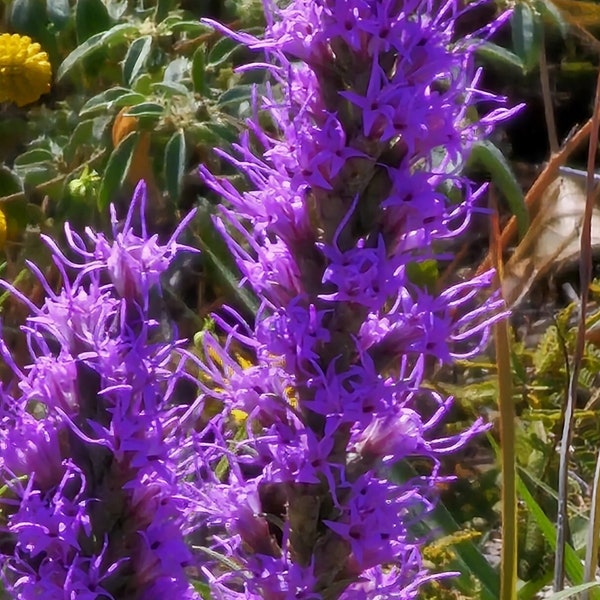 Texas Woolly Ironweed Rare Seeds Hardy Native, Drought Tolerant, Silver ...