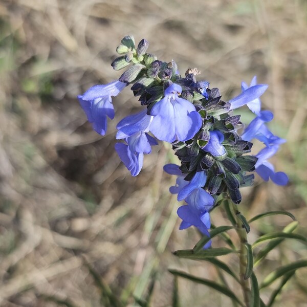 Salvia Azurea - Etsy