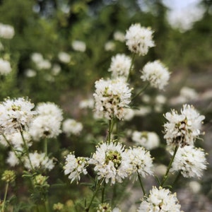 Roundhead Prairie Clover Seeds - (dalea Multiflora) Drought Tolerant ...