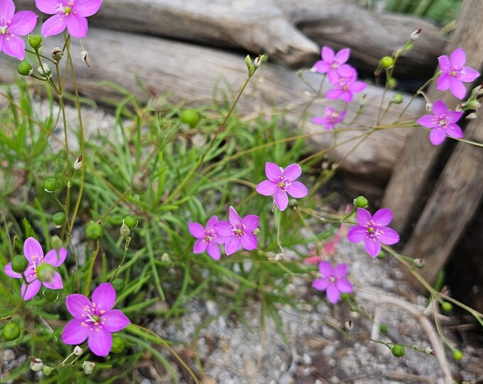 Prairie Fame Flower Rare Seeds - Phemeranthus Rugospermum - Rare ...