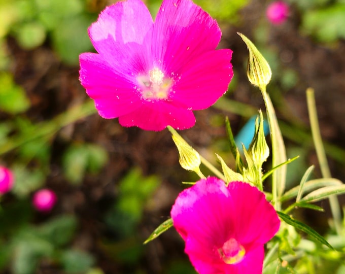 Tall Poppy Mallow Native Seeds (callirhoe Leiocarpa) Woodland & Prairie ...