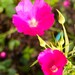 Tall Poppy Mallow Native Seeds (callirhoe Leiocarpa) Woodland & Prairie ...
