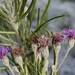 Texas Woolly Ironweed Rare Seeds | Hardy Native, Drought Tolerant ...