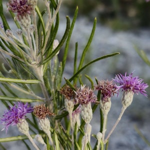 Texas Woolly Ironweed Rare Seeds | Hardy Native, Drought Tolerant ...