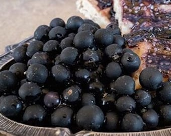 Wonderberry Rare Seeds solanum Burbankii Sunberry Blackberry, Unique ...