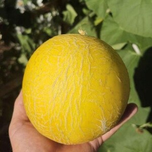 Gold 'diplomat' Personal Melon Rare Seeds | Homestead Gardening ...