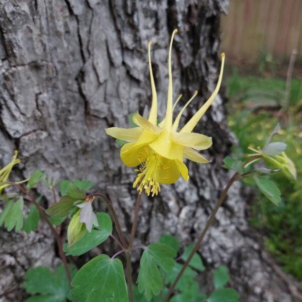 Columbine Seeds - Etsy