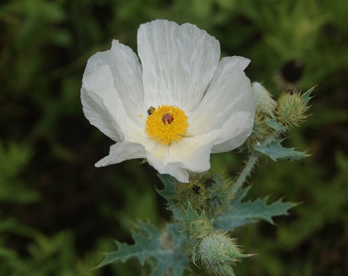 White Prickly Poppy Seeds - (argemone Albiflora) - Native Bluestem ...
