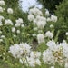 Roundhead Prairie Clover Seeds (dalea Multiflora) Drought Tolerant ...