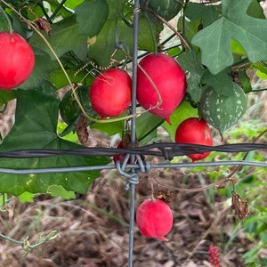 Ibervillea Lindheimeri Vine Rare Seeds - Snake Apple - Unique Texas ...