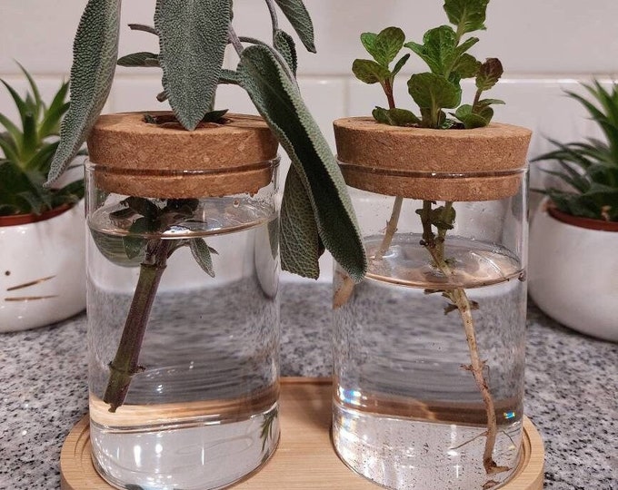 Glass Plant Propagation Jars | Wooden Base | Cork Plant Holder | Plant ...