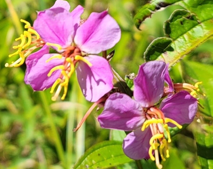 Meadow Beauty Rare Seeds (rhexia Virginica) Handsome-harry, Virginia ...