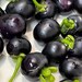 Wonderberry Rare Seeds solanum Burbankii Sunberry Blackberry, Unique ...