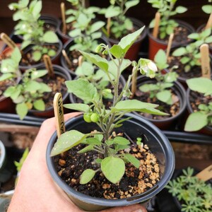 Wonderberry Rare Seeds (solanum Burbankii) Sunberry Blackberry, Unique ...