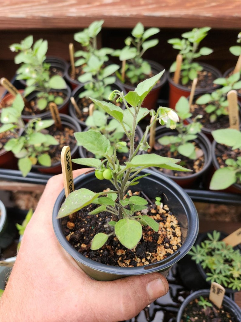 Wonderberry Rare Seeds (solanum Burbankii) Sunberry Blackberry, Unique ...