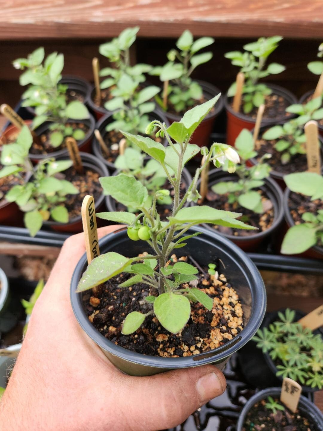 Wonderberry Rare Seeds solanum Burbankii Sunberry Blackberry, Unique ...