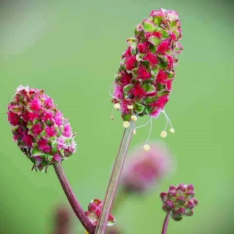 Sanguisorba Burnet Seeds, Perennial Greens Small Burnet Hardy Herb ...