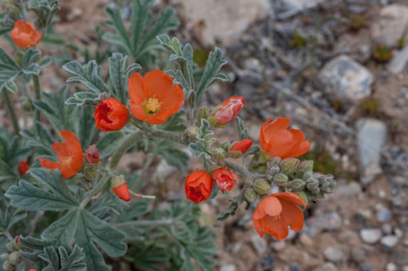 Apricot Desert Globemallow Rare Seeds (sphaeralcea Ambigua) | DROUGHT ...
