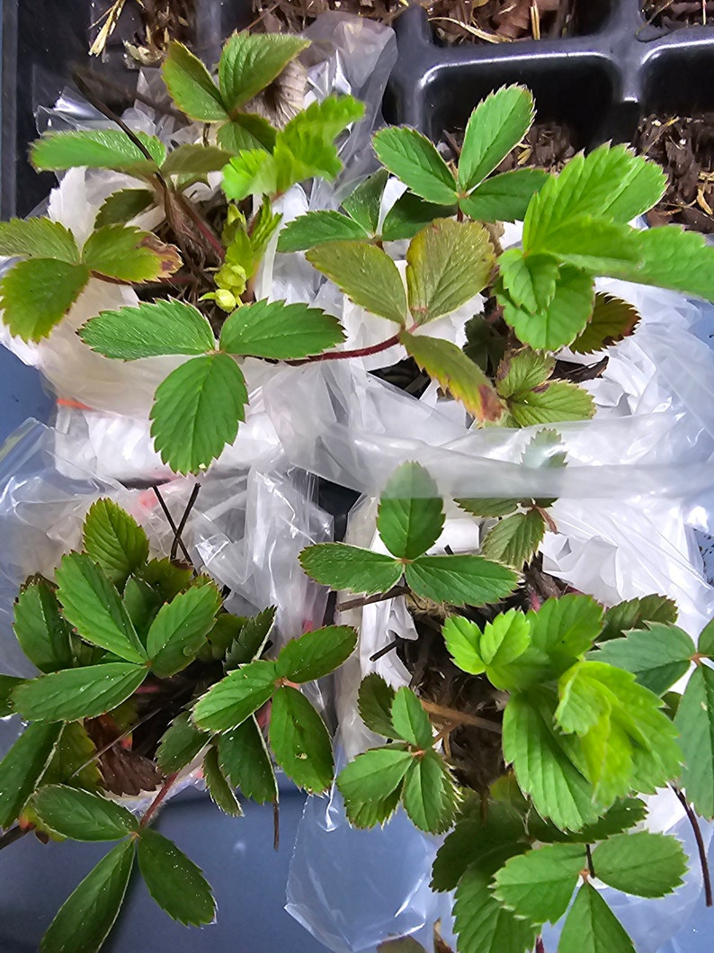 Native Strawberry Live Plants Perennial Edible Ground Cover Wild Food ...