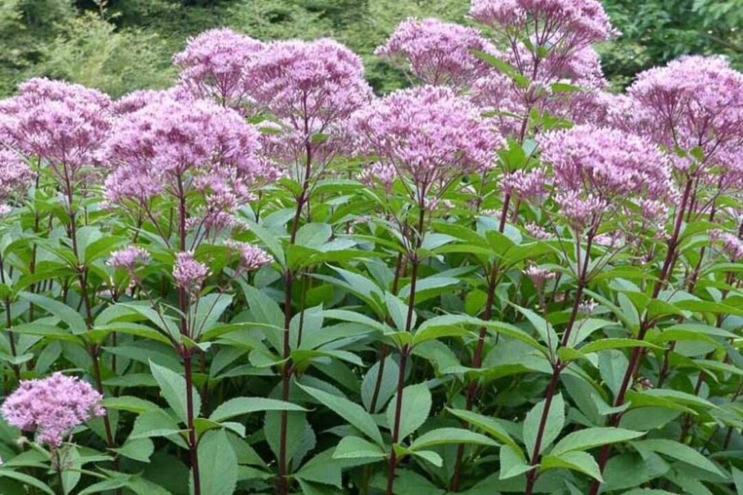 Take A Look About Joe Pye Weed Eupatorium Fistulosumfeed