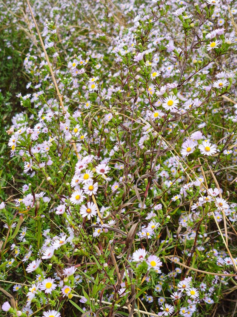 Texas Heath Aster Native Seeds (aster, Symphyotrichum Ericoides ...