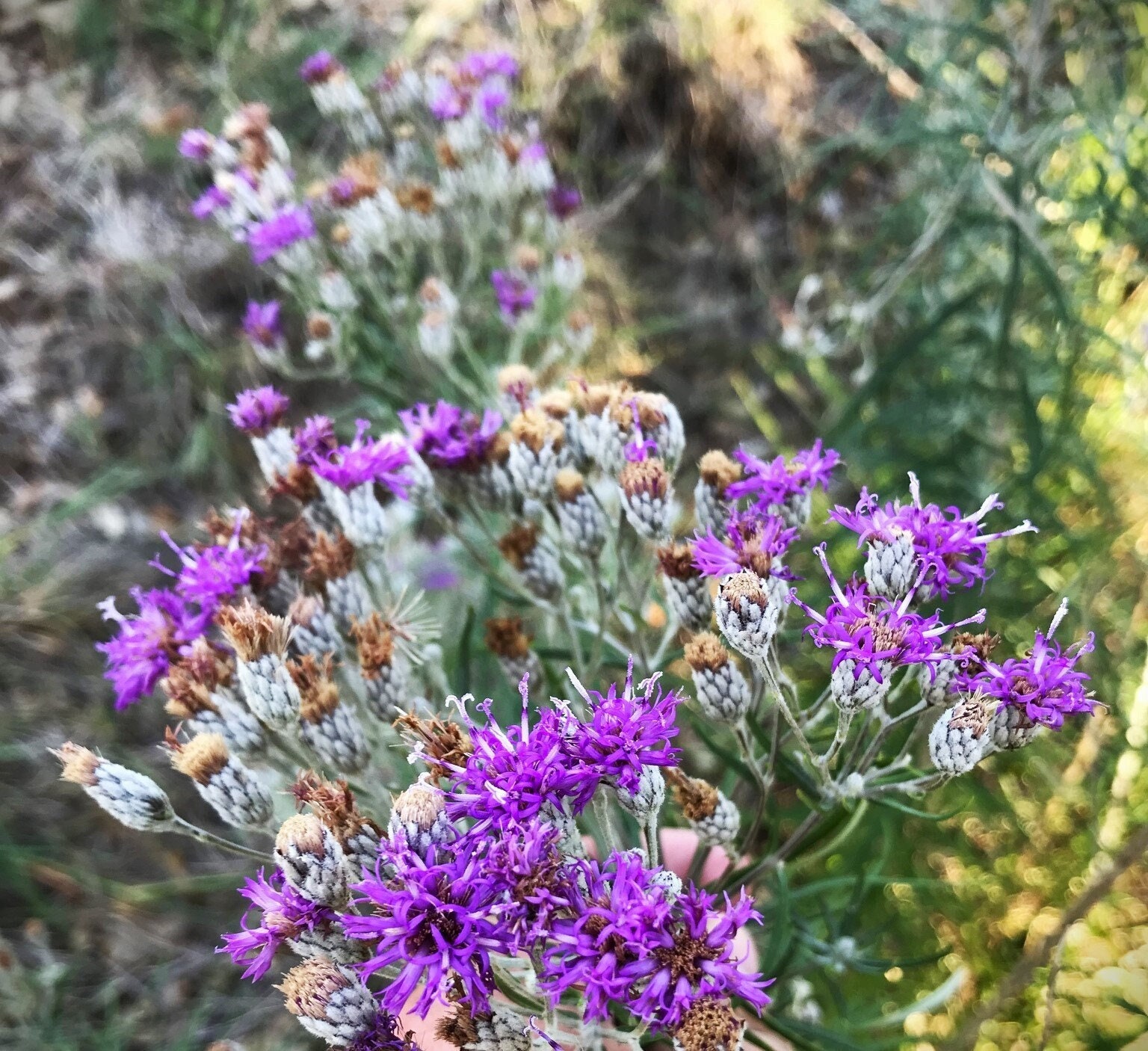 Texas Woolly Ironweed Rare Seeds Hardy Native, Drought Tolerant, Silver ...