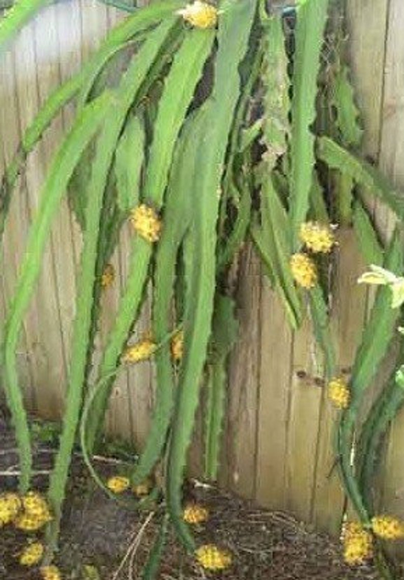 Gold Dragonfruit Rare Seeds, DELICIOUS Ecuador Palora Yellow Pitaya ...