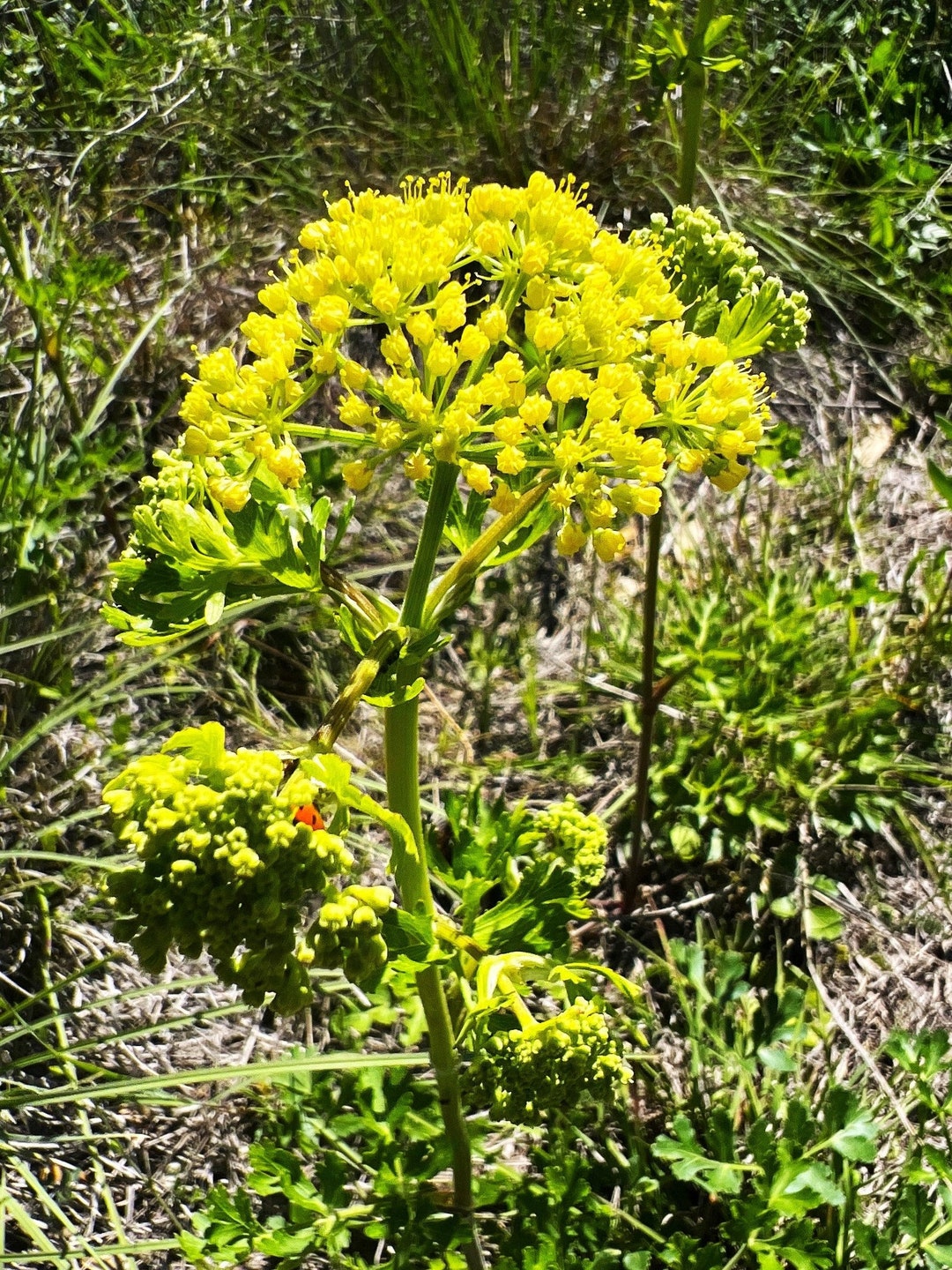 Texas Prairie Parsley Native Seeds (polytaenia Texana) Drought Tolerant ...