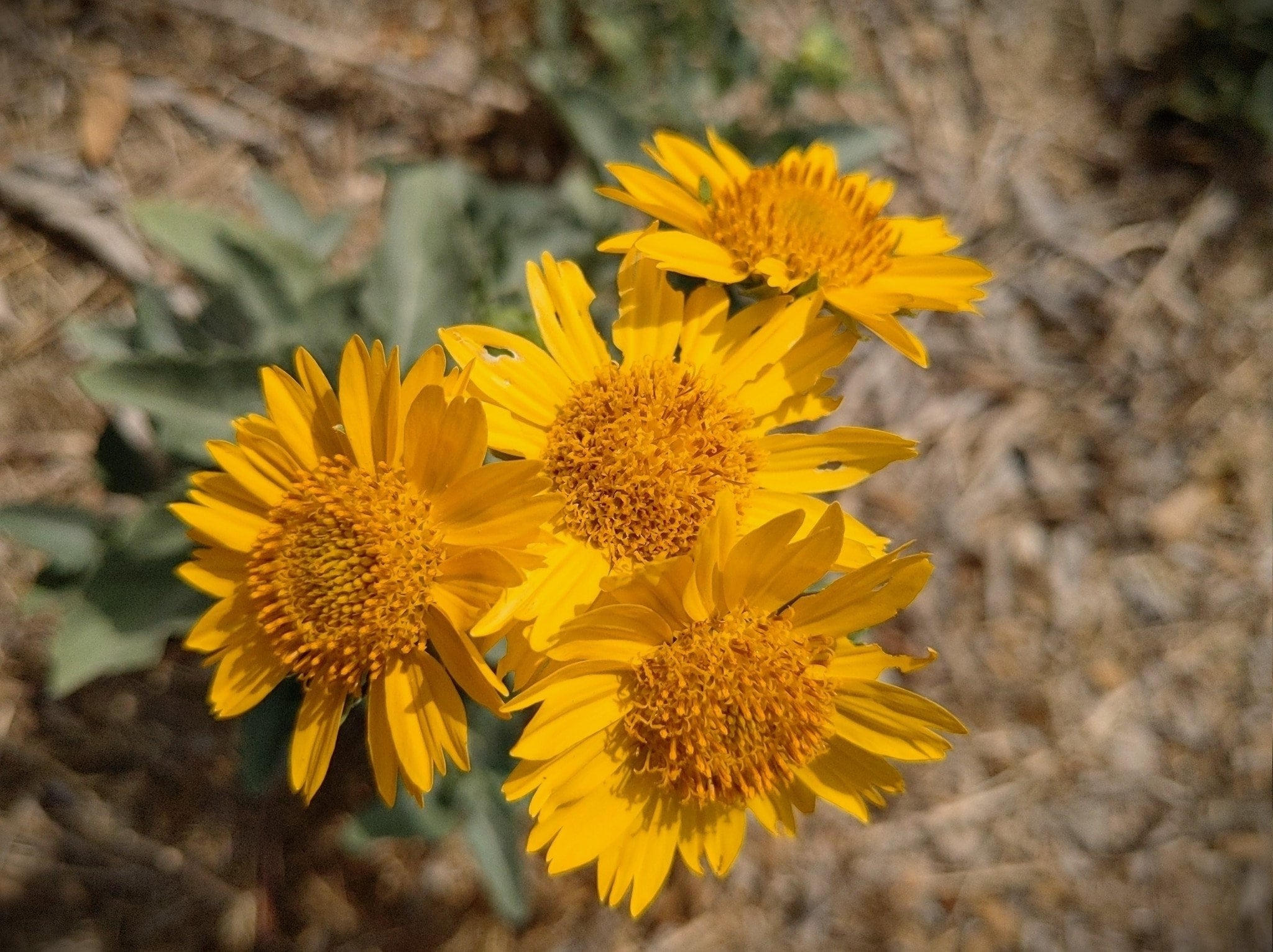 Golden Crownbeard Native Seeds (verbesina Encelioides) Cowpen Daisy ...