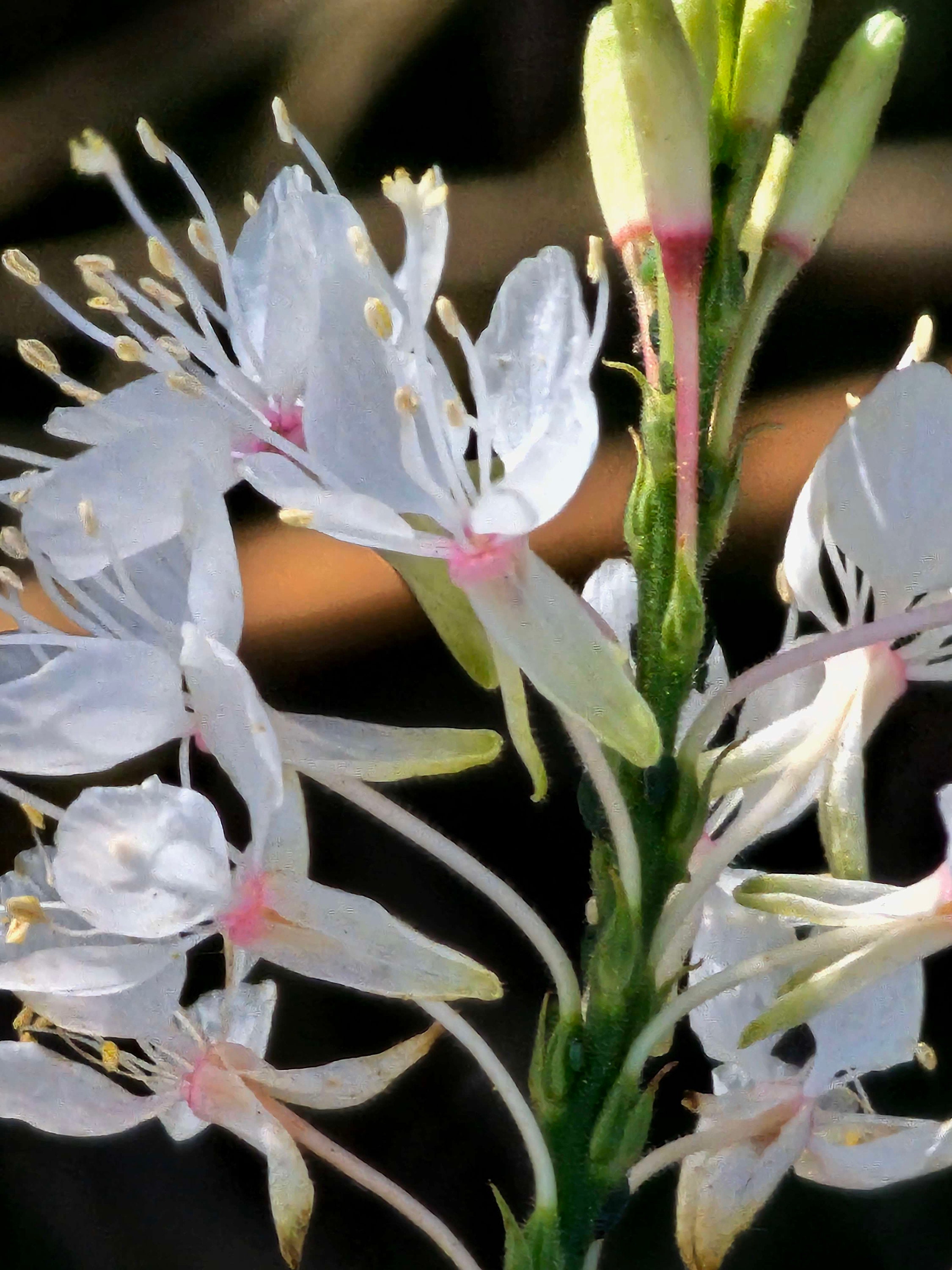 False Guara Rare Native Seeds (oenothera Glaucifolia) Evening Primrose ...
