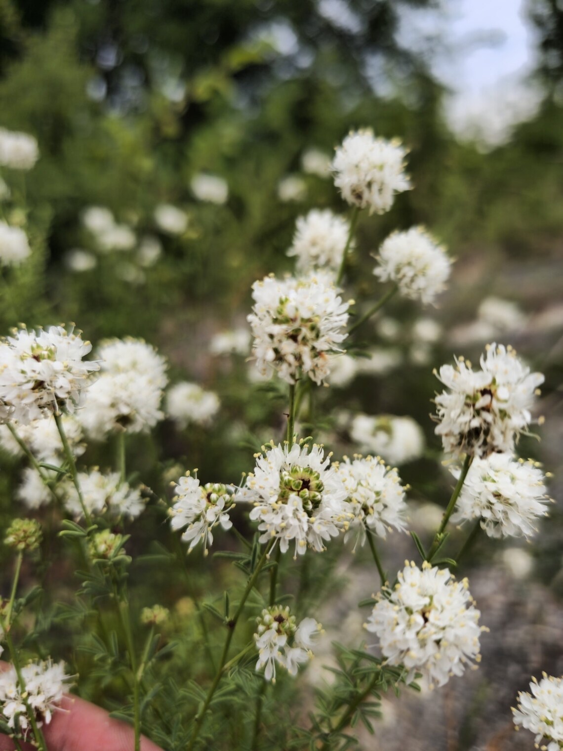 Roundhead Prairie Clover Seeds (dalea Multiflora) Drought Tolerant ...