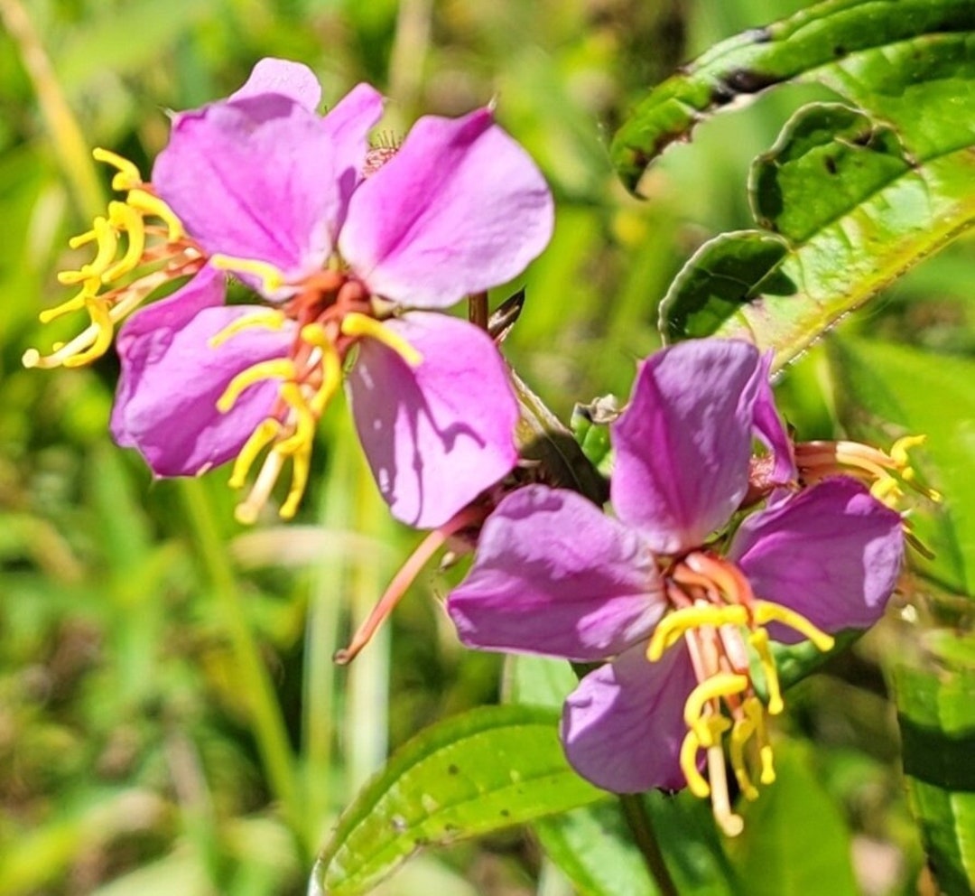 Meadow Beauty Rare Seeds (rhexia Virginica) Handsome-harry, Virginia ...