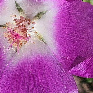 Tall Poppy Mallow Native Seeds (callirhoe Leiocarpa) Woodland & Prairie ...