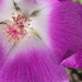 Tall Poppy Mallow Native Seeds (callirhoe Leiocarpa) Woodland & Prairie ...