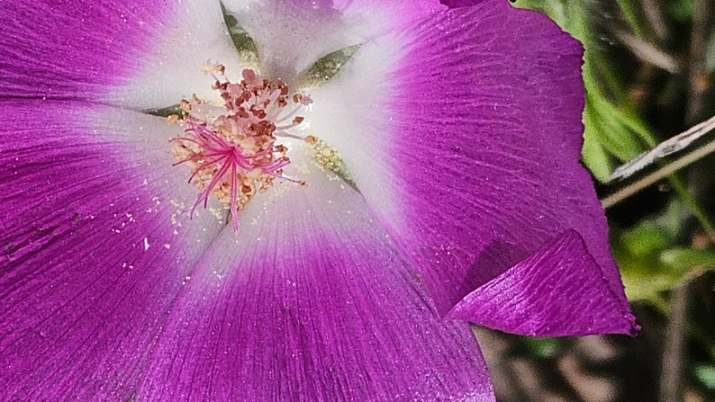 Tall Poppy Mallow Native Seeds (callirhoe Leiocarpa) Woodland & Prairie ...