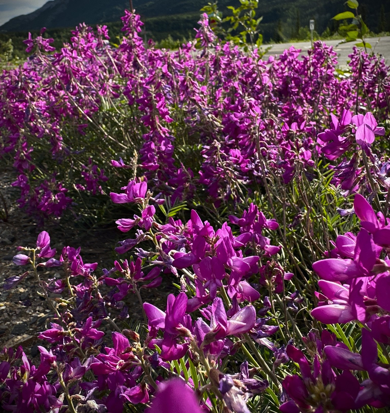 Boreal Sweetvetch Native 25 Seeds | Hedysarum Boreale | Utah Northern ...