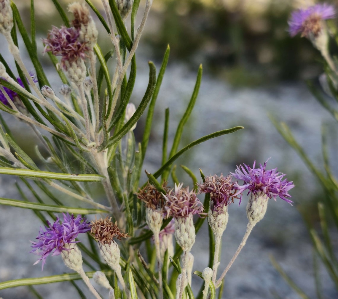 Texas Woolly Ironweed Rare Seeds Hardy Native, Drought Tolerant, Silver ...