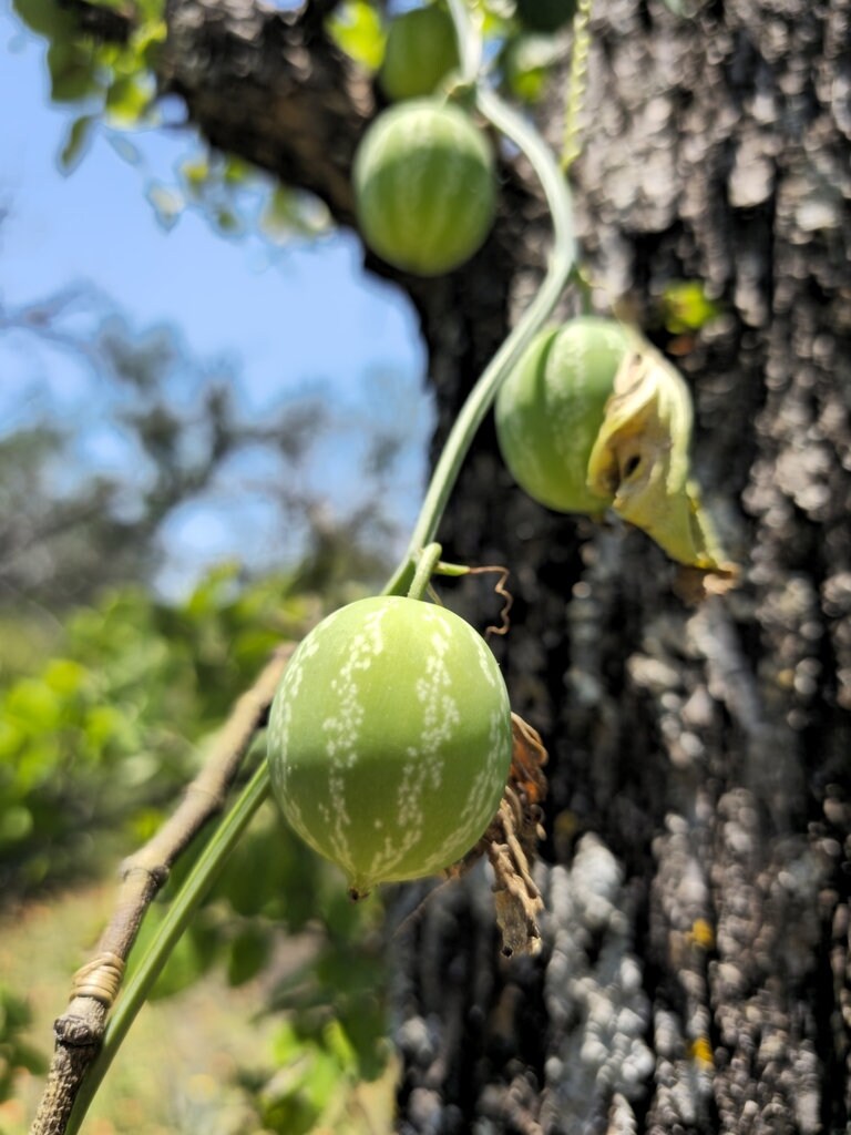 Ibervillea Lindheimeri Vine Rare Seeds - Snake Apple - Unique Texas ...