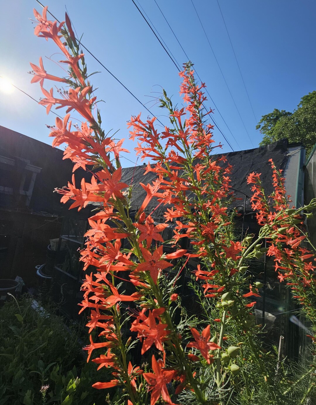 Standing Cypress Native Seeds (ipomopsis Rubra) - Texas Native Red ...