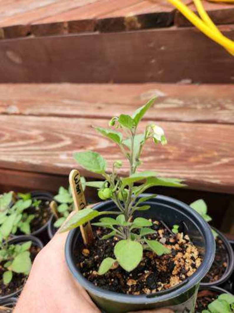 Wonderberry Rare Seeds solanum Burbankii Sunberry Blackberry, Unique ...