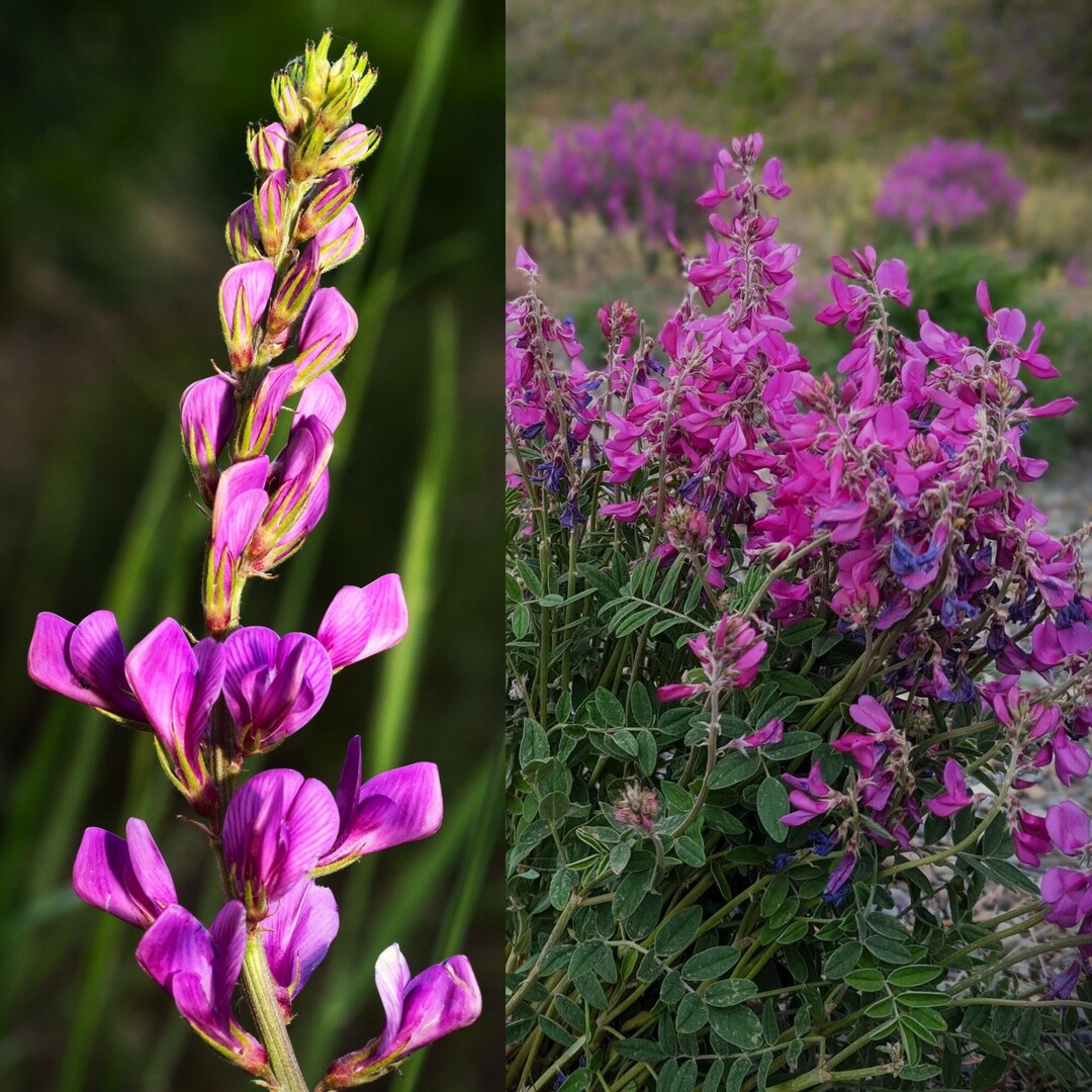 Boreal Sweetvetch Native 25 Seeds Hedysarum Boreale Utah Northern ...