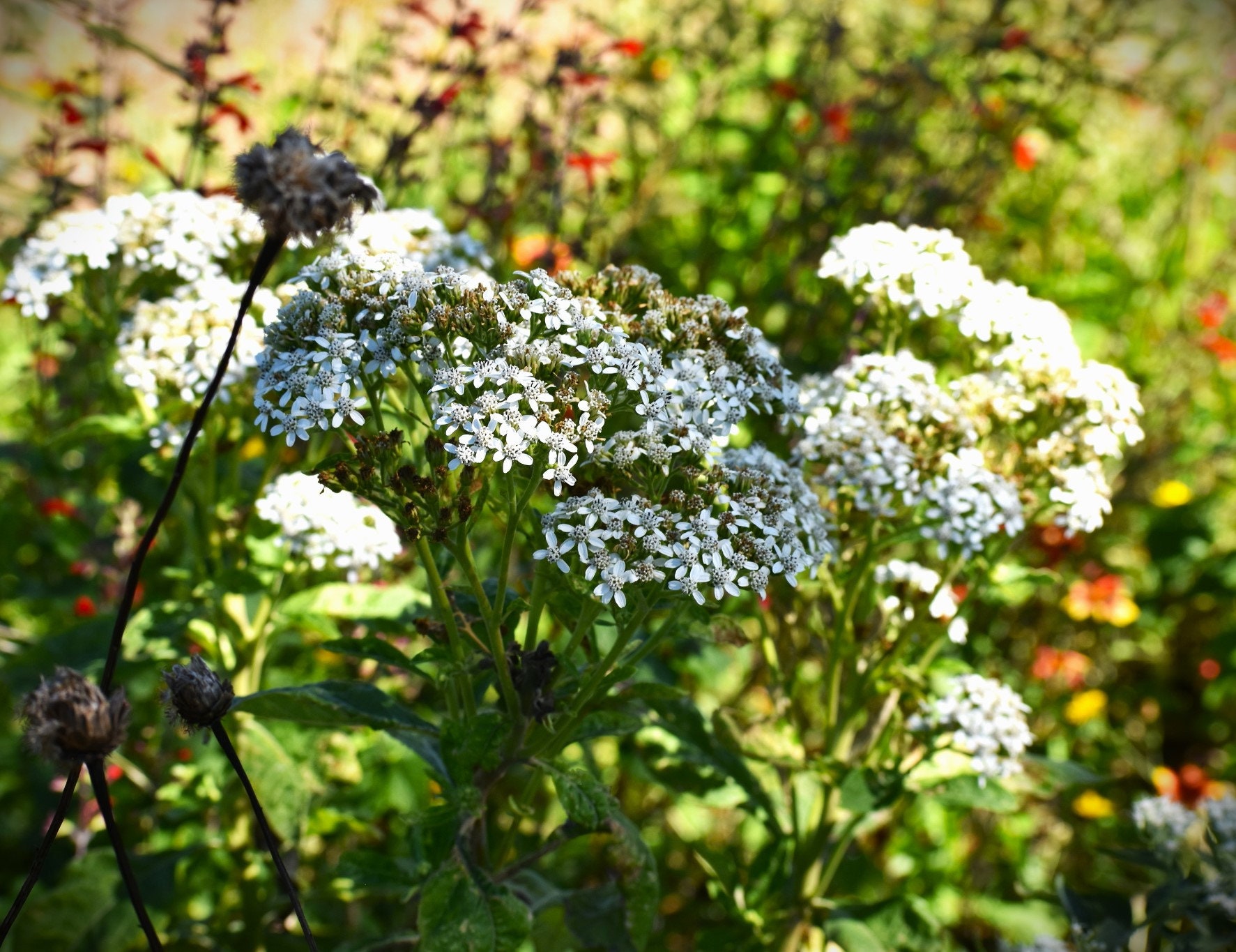 Native Frostweed 30 Seeds UNIQUE Ice Stems Verbesina Virginica, White ...
