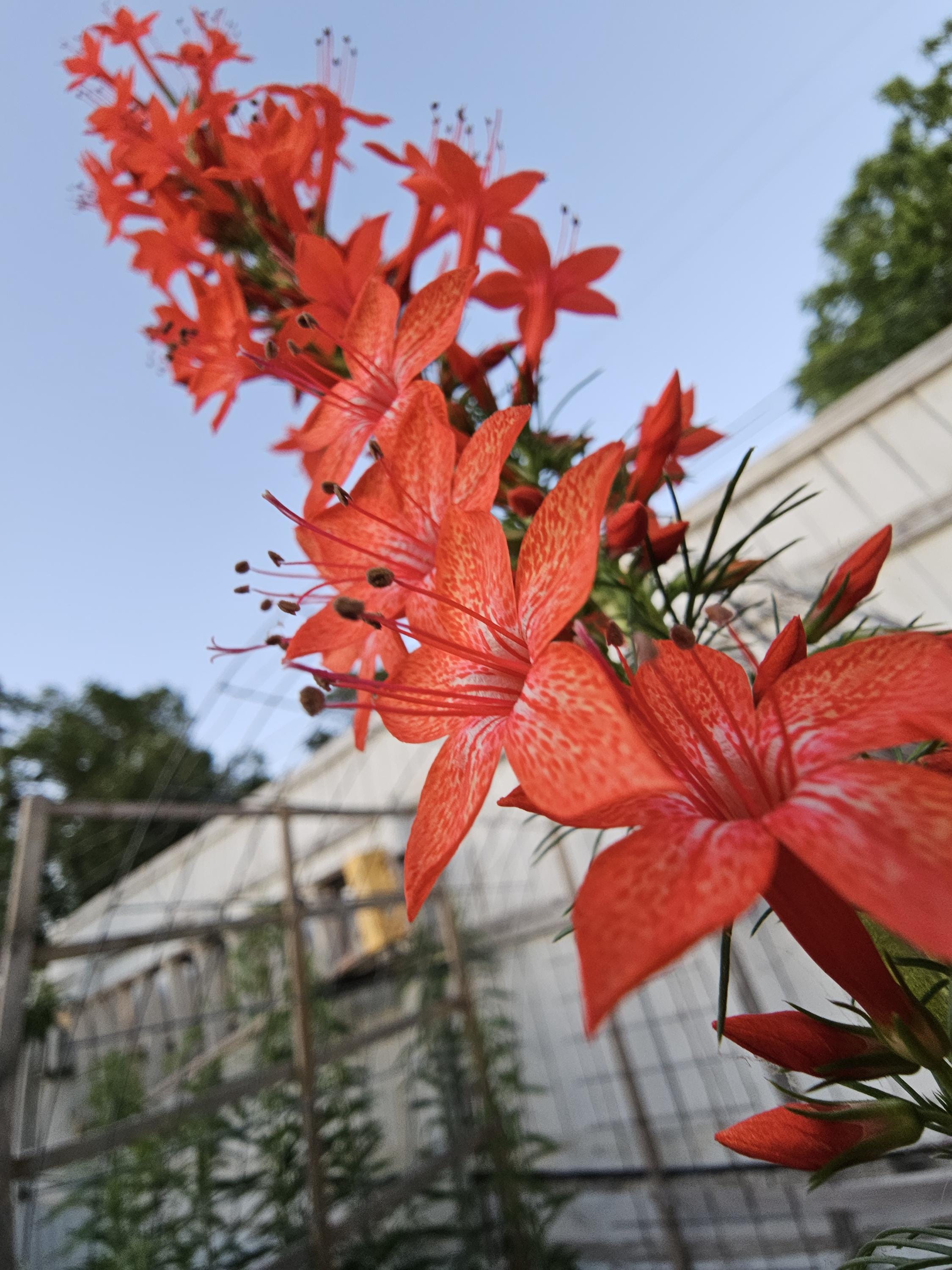 Standing Cypress Live Plants (ipomopsis Rubra) - Texas Native Red ...