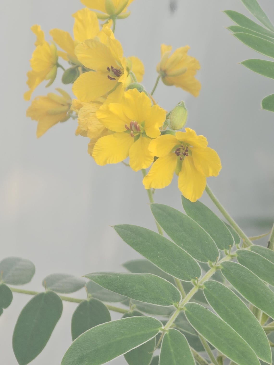 Velvet Leaf Senna Seeds (senna Lindheimeri) Native Texas Shrub - Etsy